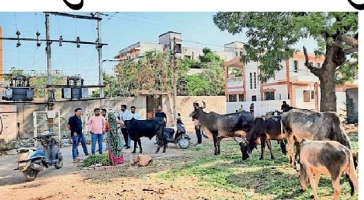 People stopped the sale of green fodder in Phulwadi area of Bhachau ...