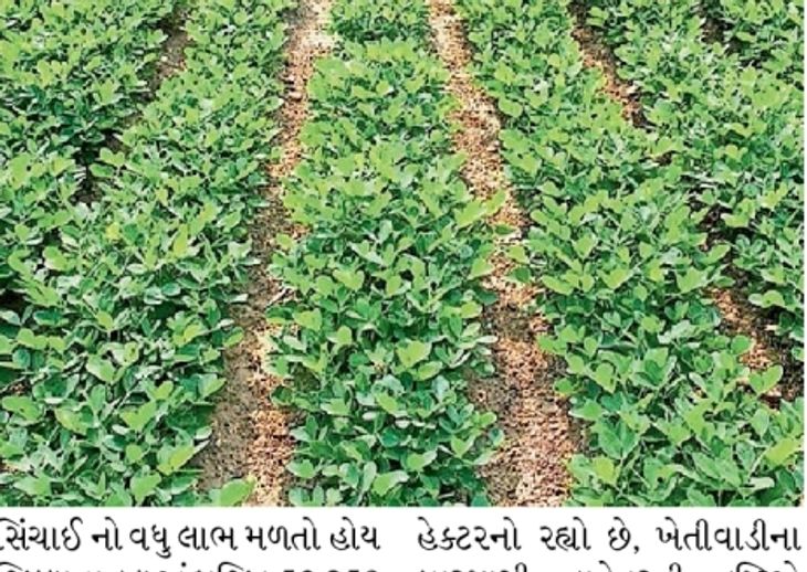 Talaja taluka is at the forefront of summer planting in the district ...