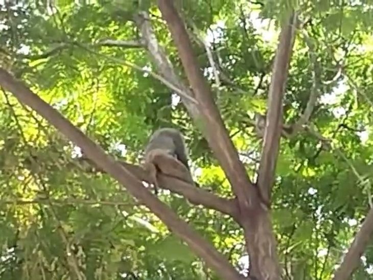 People coming to Kapiraj in Bapunagar area of Navsari were put in ...