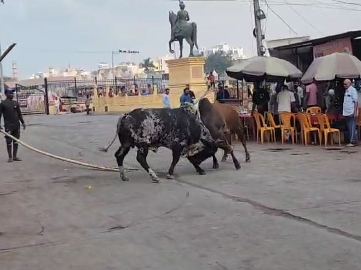 Father and daughter who came from Maharashtra to see Mahadevan Darshan were injured by bulls ...
