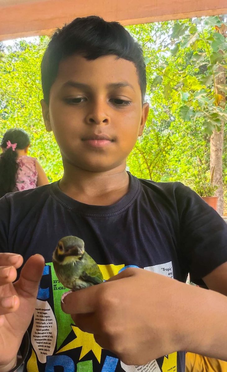 In Surangi village of Danah, an injured Coppersmith barbet aka Tuk Tuk ...