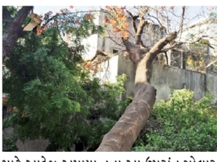 226 power poles, transformer damage due to storm | વીજપુરવઠો પૂર્વવત ...