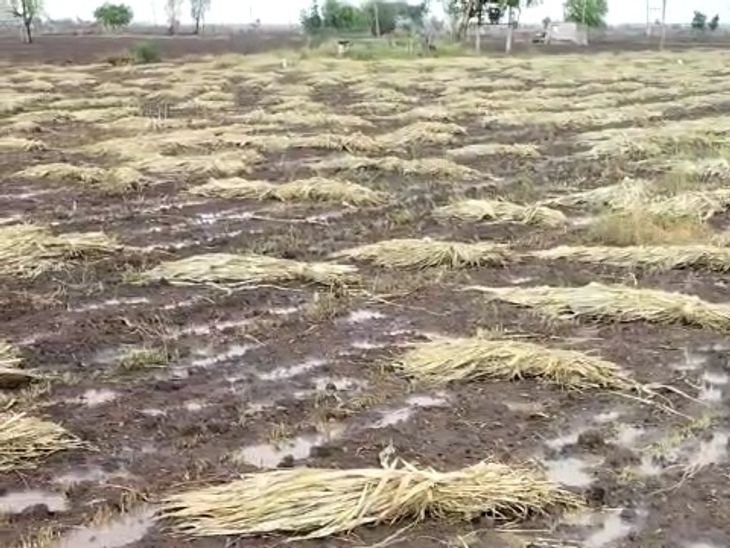 Damage to summer crops including sesame, jowar in Bhimdad village of ...