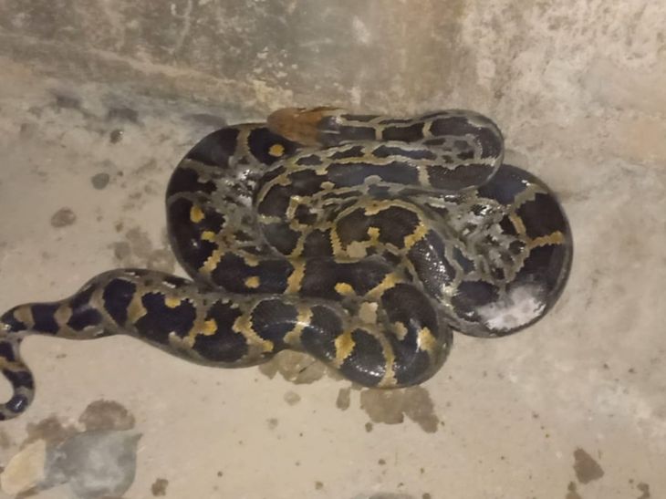 An 8-feet long python trapped in a 10-feet deep safety tank was rescued ...