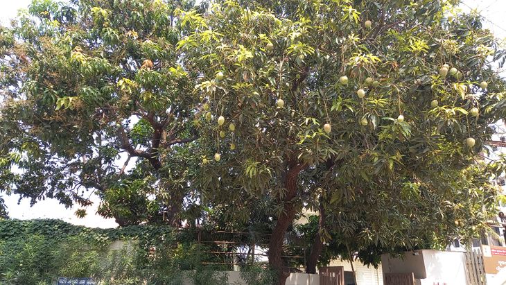 Trucks of Valsadi Hafoos got stuck in traffic jam on Manor Highway ...