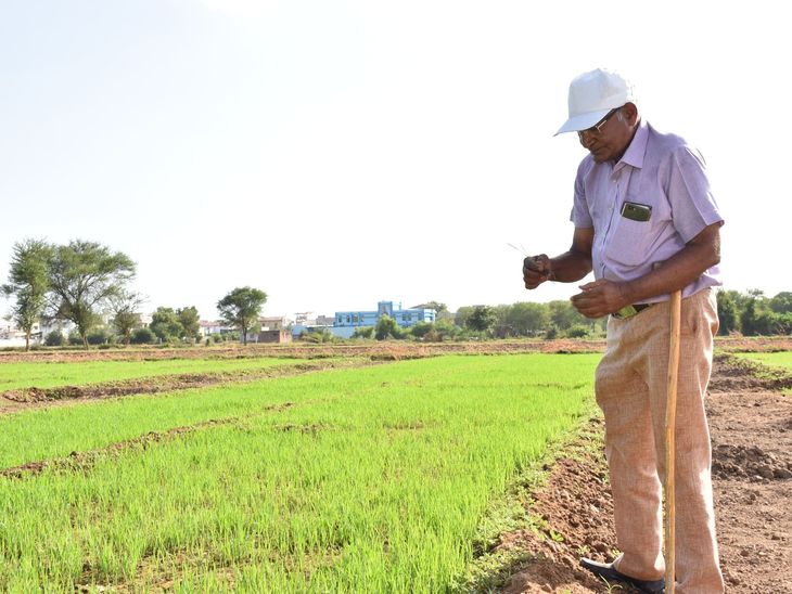 Farmer from Piplata of Nadiad planted three types of paddy from ...