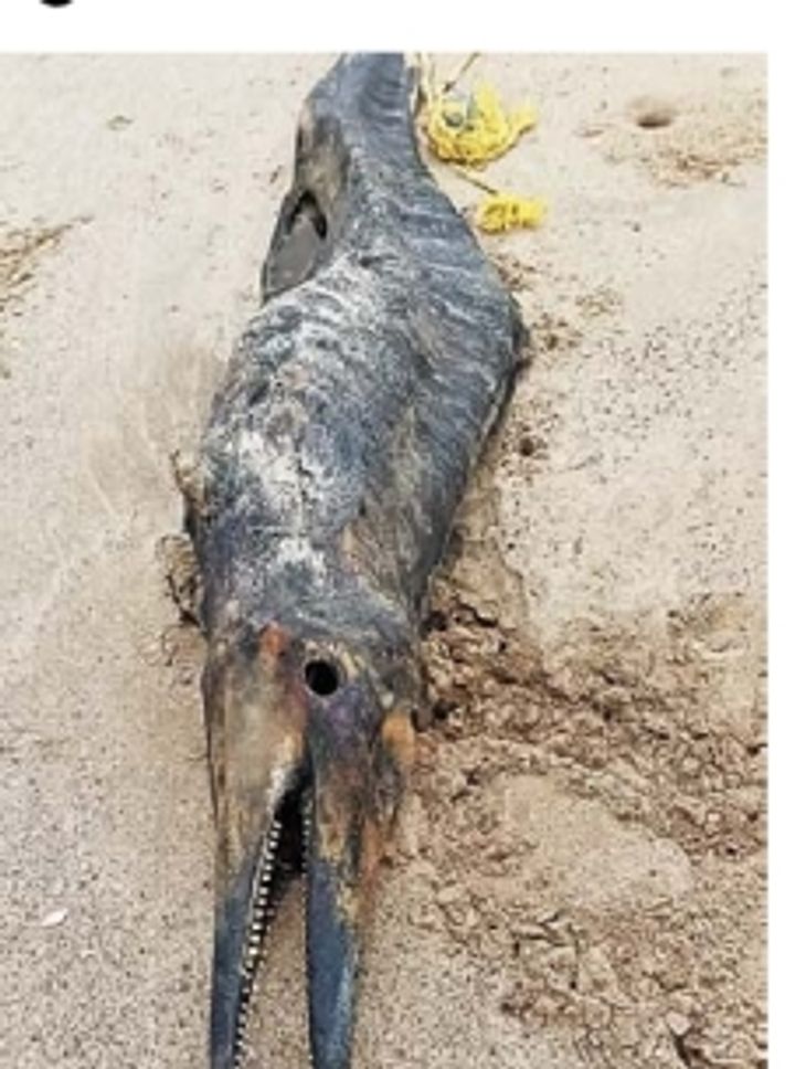 A dead body of a dolphin fish was washed up on the beach of Pingleshwar ...