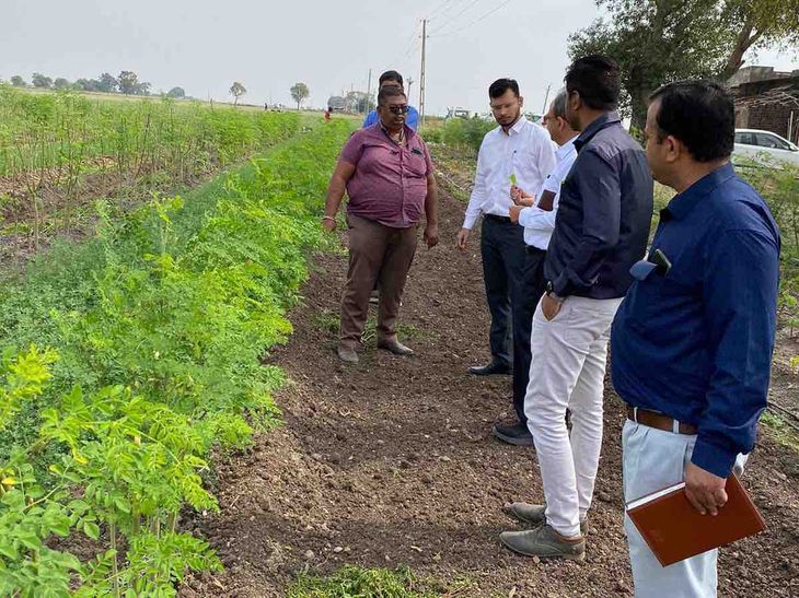Amreli district made a breakthrough in organic farming | અમરેલી જિલ્લાએ ...