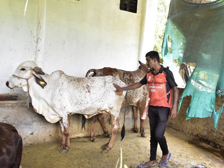 5.22 crore assistance to farmers in Tapi district for cow maintenance ...