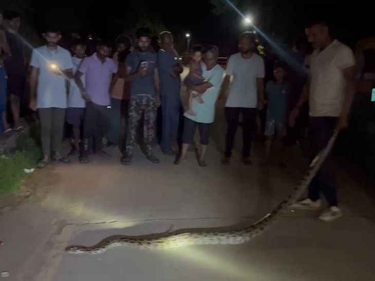 A 12 feet long python was seen at night in Halipur; Jeevdaya Premi ...