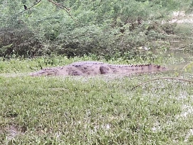 A crocodile appeared after the waters of Dhadhar river flowing through ...