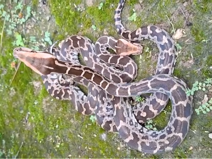 Two baby pythons of a rare species arrived in Surat, rescued as locals ...