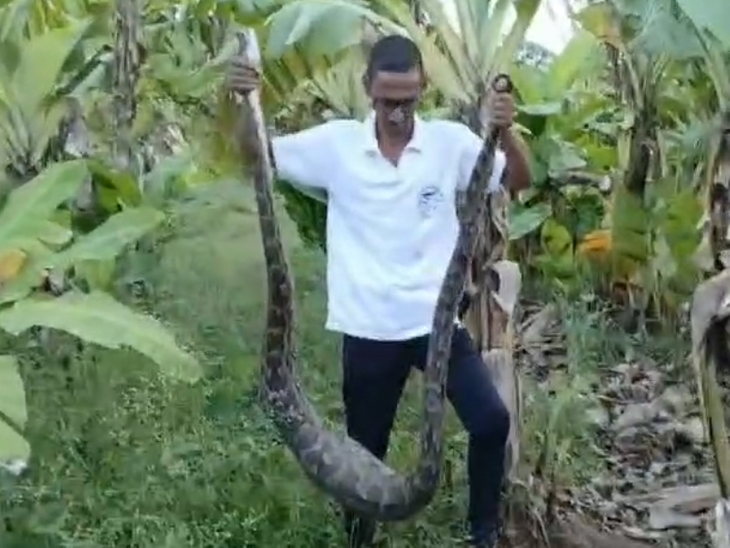 Rescue of an 8-foot python and a 7-foot snake | 8 ફૂટના અજગર અને 7 ...