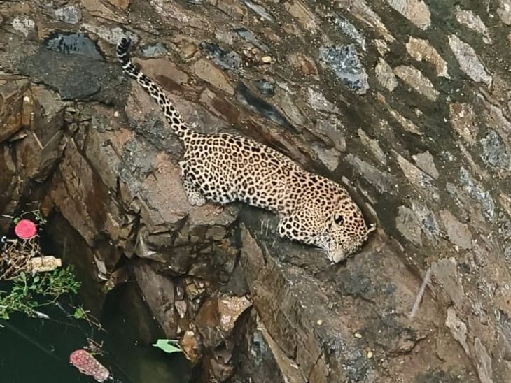 In Pavi Jetpur, a leopard ate in a well at Ambalag village, the forest ...