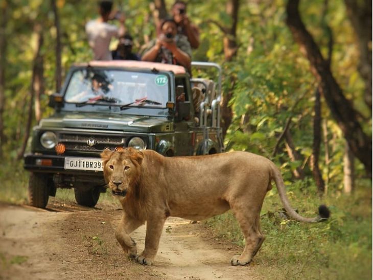 A total area of 1.87 lakh hectares around the Gir Protected Area has ...