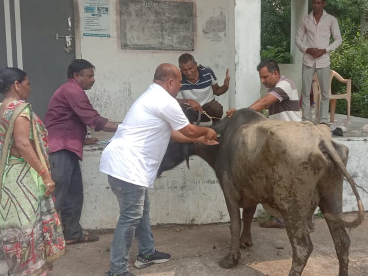 Over 12,000 animals were treated in the Animal Health Fair by the ...