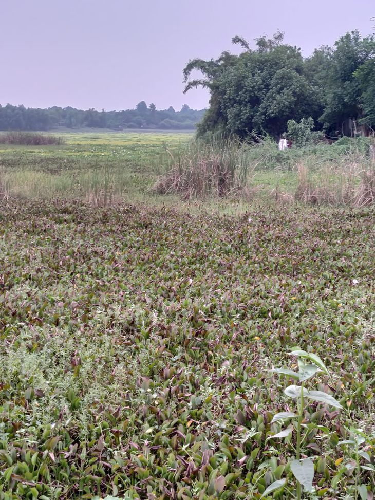 If the village pond of Amalsad is cleaned, the water will be put to ...