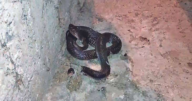 Cobra snake was rescued from Khutli village of Kaprada | કામગીરી ...