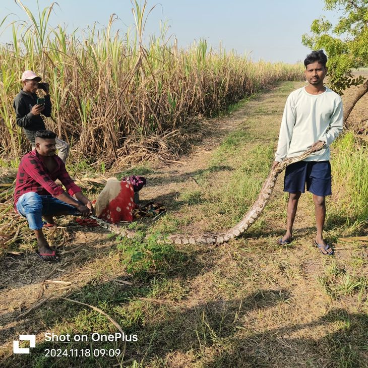 Rescue of a giant 9 feet long python from Delwada village | રેસ્ક્યૂ ...
