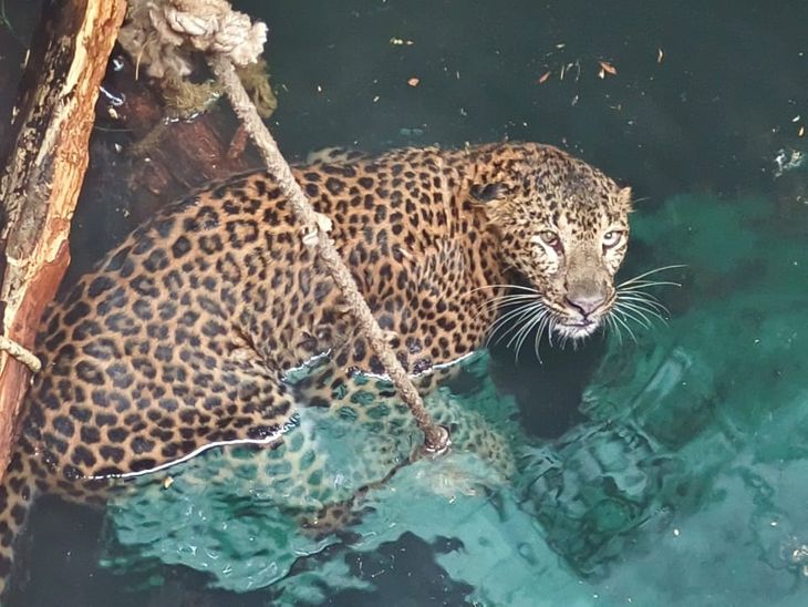 In Ghoghamba's Ranjitnagar village, a leopard fell into a well, the ...