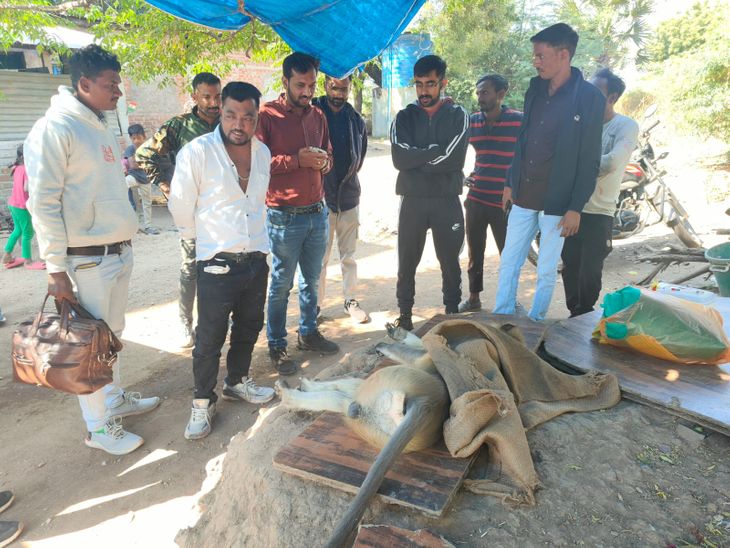 Naswadi and Pavijetpur forest department caught the mischievous monkey ...