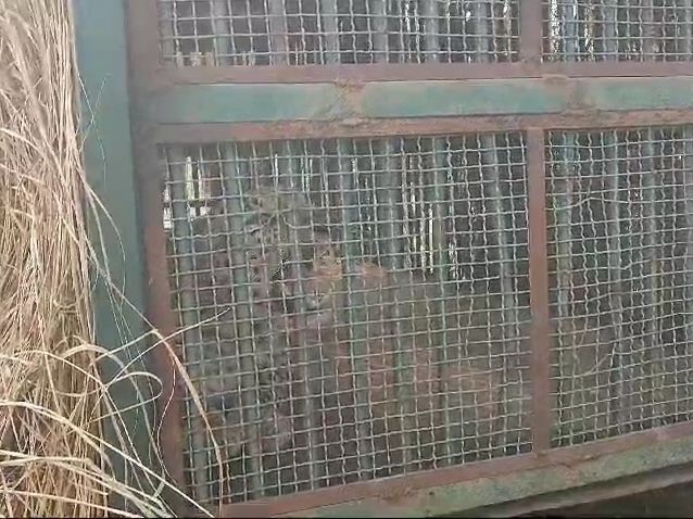 Leopard that spread terror in eastern part of Navsari is caged in a ...