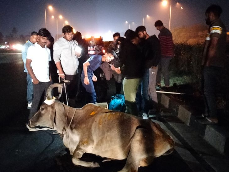 First aid was given to a cow injured in an accident on the Dabhan ...