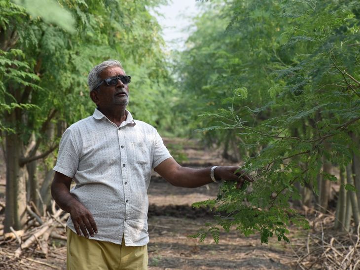 Six lakh rupees produced annually from Sargava cultivation | સરગવાની ...