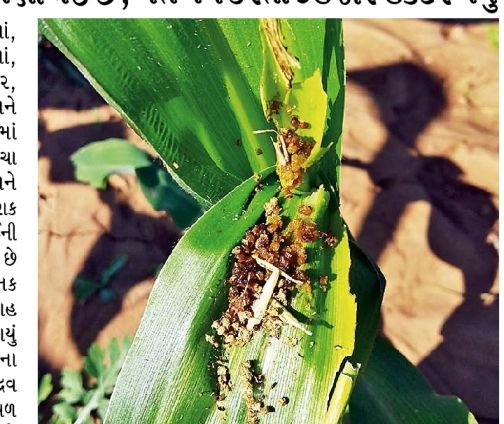 In Aravalli district, the infestation of caterpillars in corn increased ...