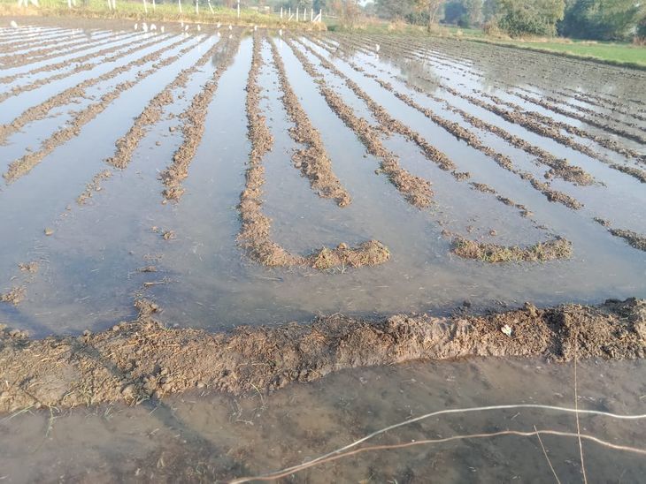 In Daran village of Kadi, the water from the Minor Canal flowed back ...