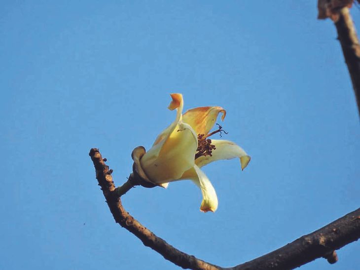 In South Gujarat, only the forests of Kaprada have yellow Simla flowers ...