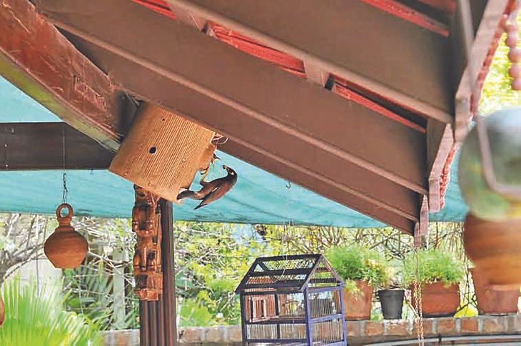 Every year, 40 garlands of puntha are placed in S.P. University, but ...