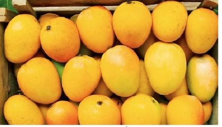 Hafoos Mango fraud stopped, protected with GI shield | સિટી એન્કર ...