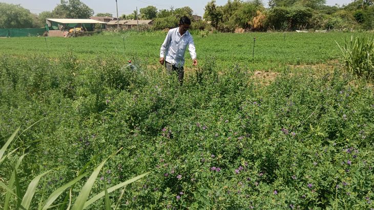 In the Charup of Saraswati, a farmer cultivated wheat and sorghum using ...