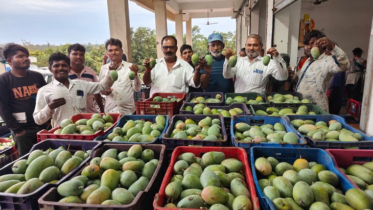 The cyclone in the district destroyed the mango orchards, the average ...