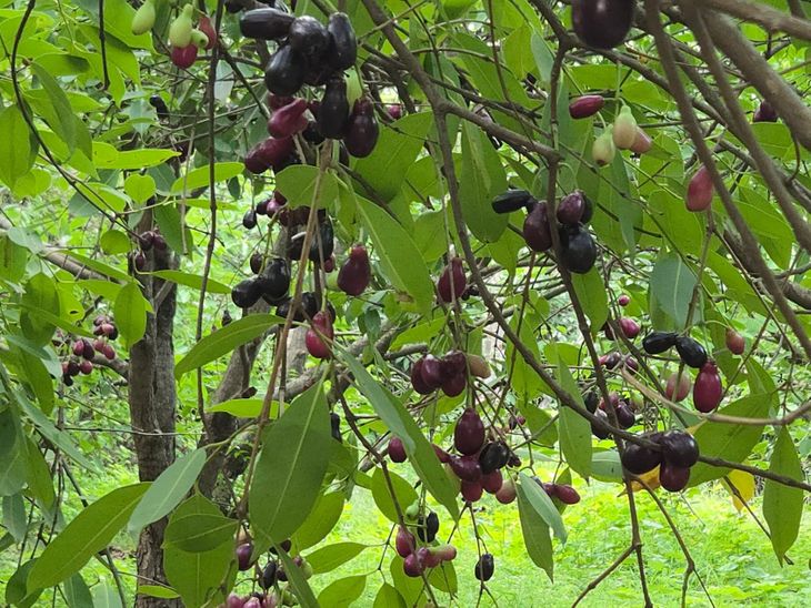 Importance of jamun cultivation in Surat district