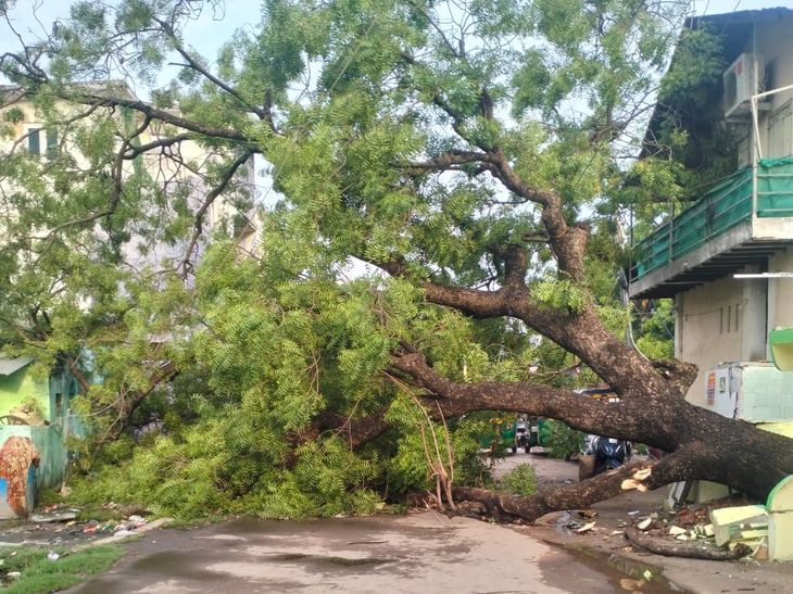 An old tree fell in Limdi Chowk, rain forecast in the state for the ...