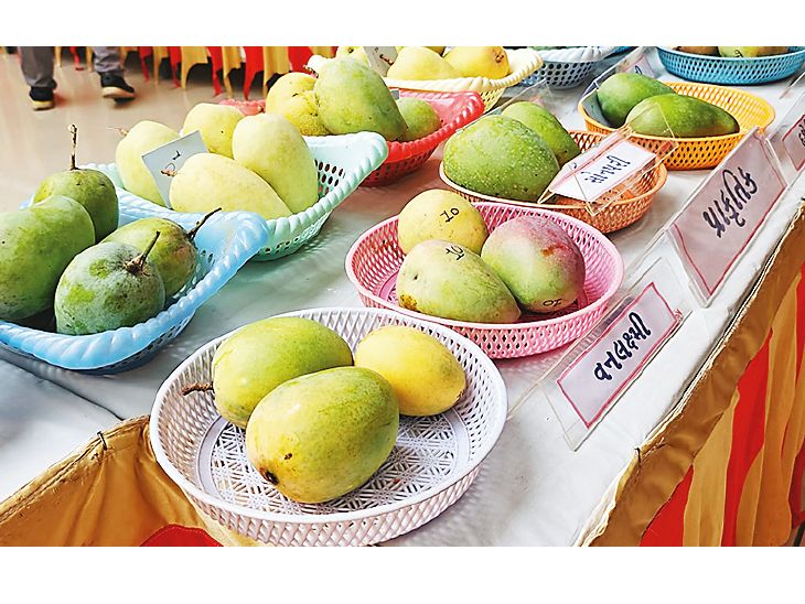 Not just one or two, 241 varieties of sweet mangoes were presented ...