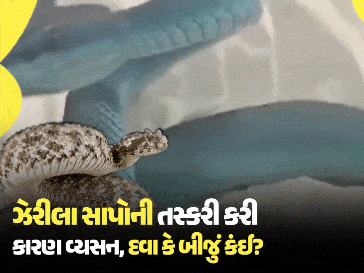 Mumbai Airport Snakes Smuggling; Venom Price | Snake Poison Market