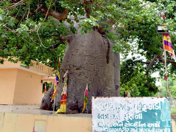 Over 955 years old and India's oldest living Baobab heritage tree in ...