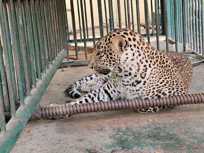 Leopard Injured Accident Navsari Vansda Road Dolgha Village; PHOTOS ...