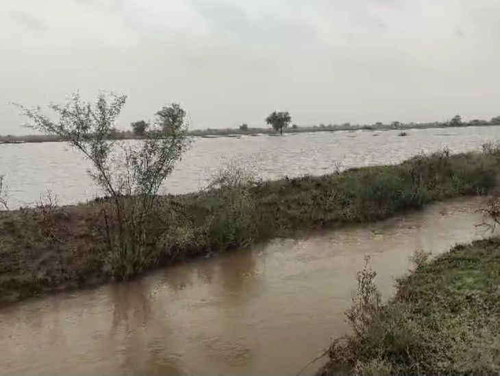 Flooding of Bhogavo river in Wadhwan, increasing concern for farmers