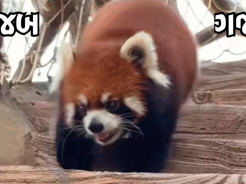 Red Panda Wake Up Service; Woman No Makeup 22 Years