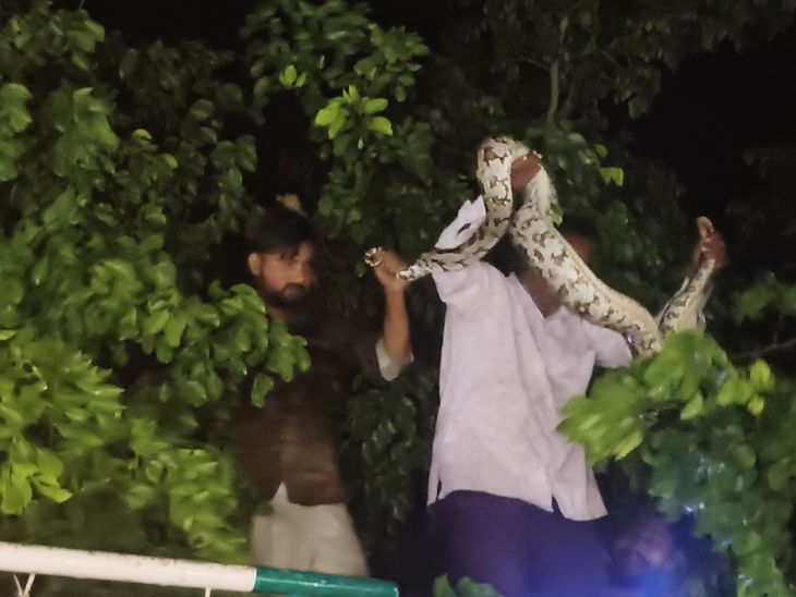 9-foot python rescued in Kheralu | ખેરાલુમાં 9 ફૂટના અજગરનું રેસ્ક્યૂ ...