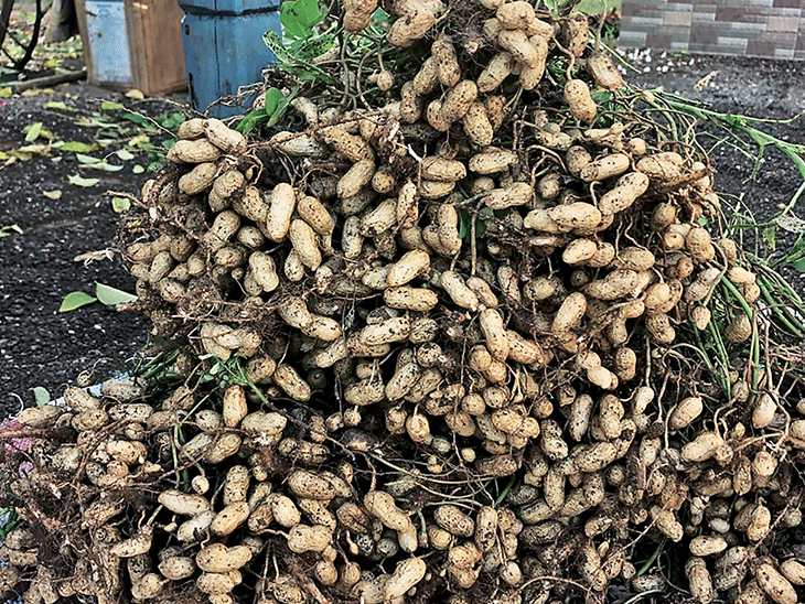 New variety of groundnut developed by Junagadh research centre welcomed ...