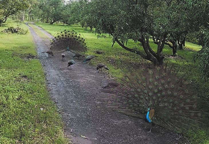 Peacocks were seen performing in the rainy weather in the garden of ...