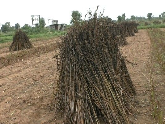 Vijapur Villages Black Sesame Crop Damage; Heavy Rain Destroys Harvest