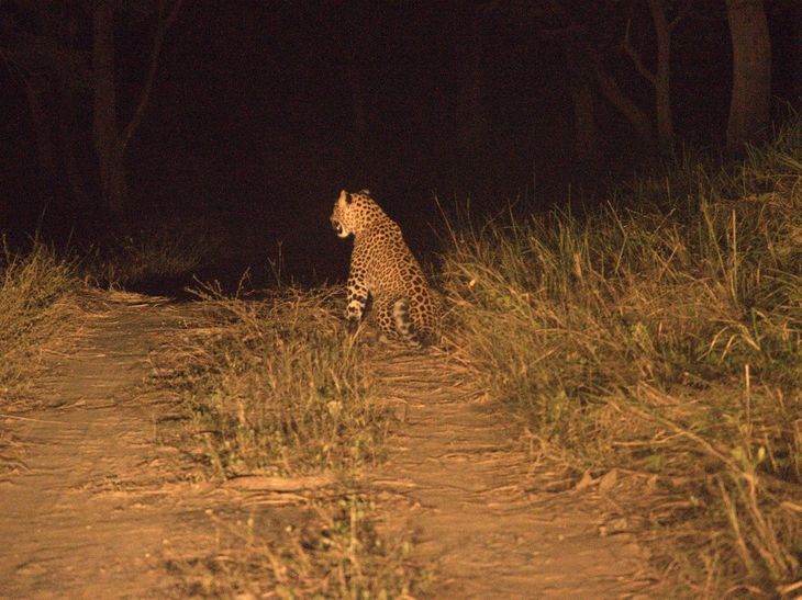 4 leopards spotted together in Owai Phalia of Ward No. 1, locals are in ...