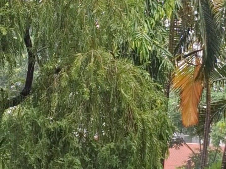 Kaprada received the highest rainfall of three inches, 5 low-line roads ...