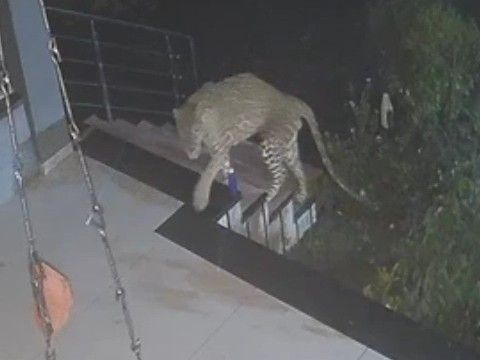 Navsari Vansda Leopard Sighting CCTV Footage Village Home | વાંસદામાં ...